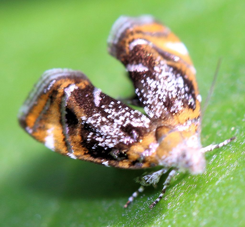 Skullcap Skeletonizer Moth from Glen Ellyn, IL, USA on September 1 ...