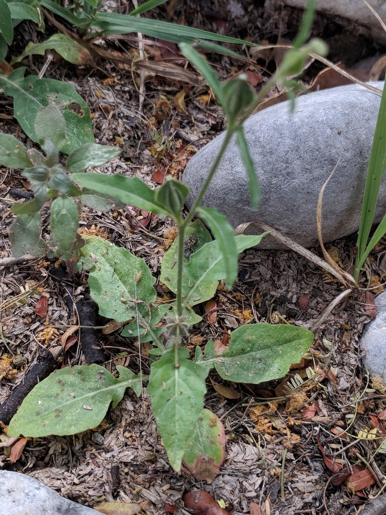Kunth's Evening Primrose in April 2018 by Alison Northup · iNaturalist