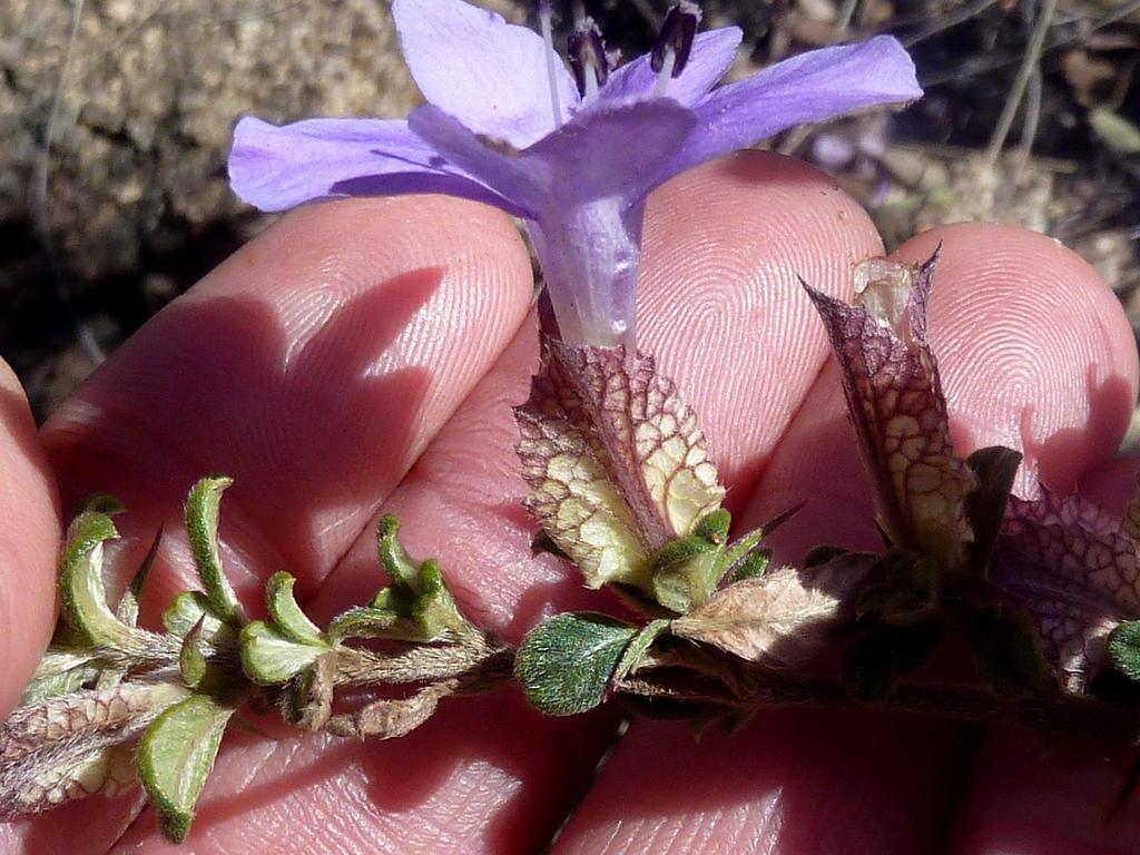 Barleria crassa from A12, Mazowe on June 23, 2014 by Andrew Hankey ...