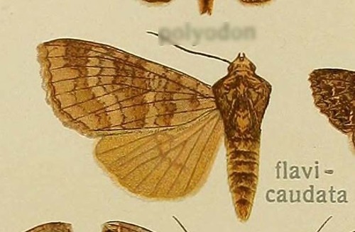 Genus Paraxestia · iNaturalist