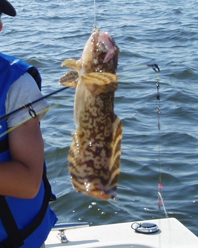 Oyster Toadfish from Anne Arundel County, MD, USA on July 19, 2009 at ...