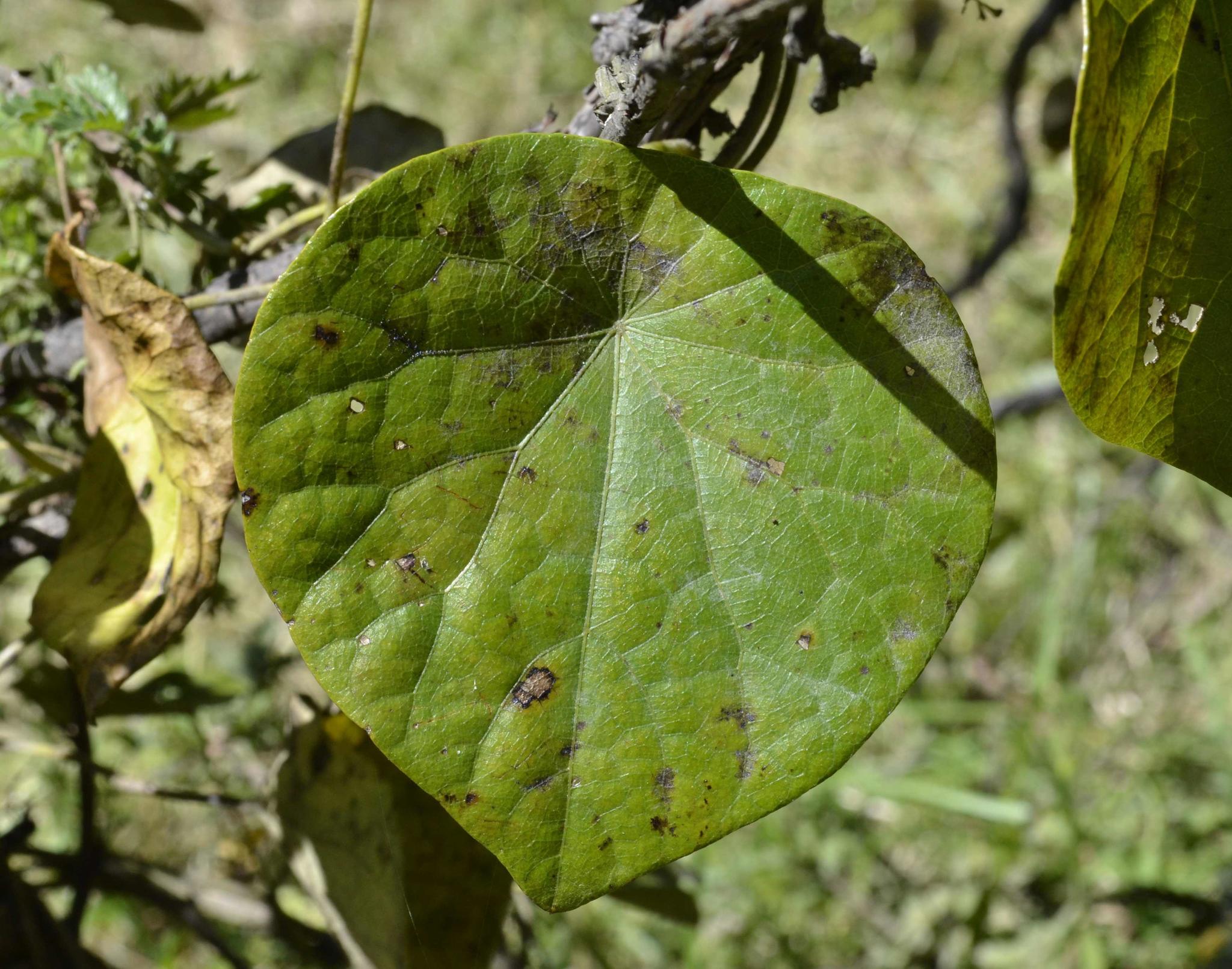 Stephania abyssinica (Dill. & A.Rich.) Walp.