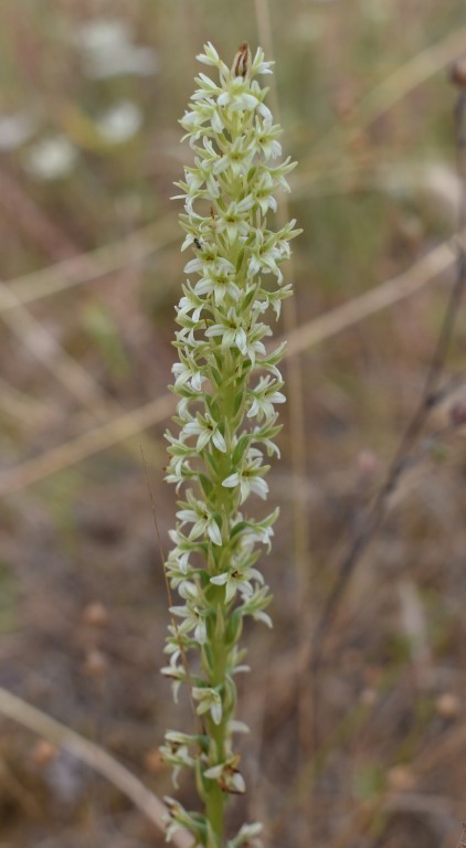 elegant piperia in July 2020 by Gail A Baker. Platanthera elegans ssp ...