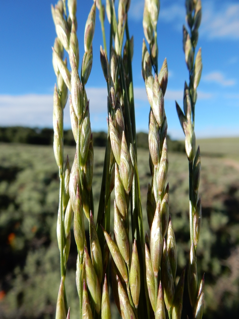 onion grass (Melica bulbosa) - Botanical Realm