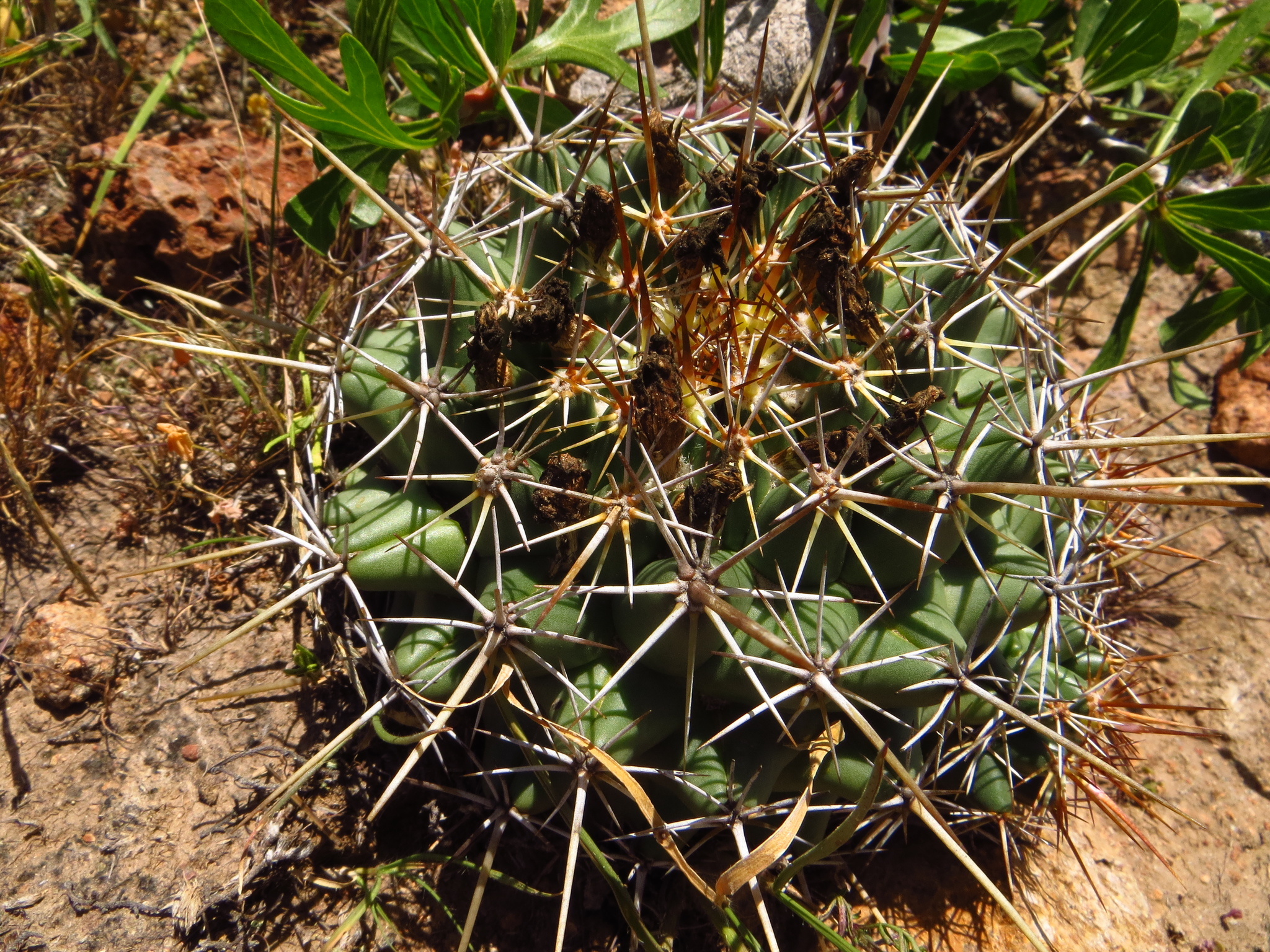 Coryphantha georgii Boed.