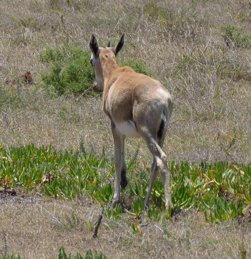 Bontebok from De Hoop NR on January 1, 2014 by Alex Dreyer. Bontebok ...