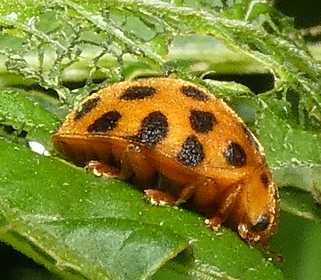 Hadda Beetle from Zona rural de Paudalho - Pernambuco on August 21 ...