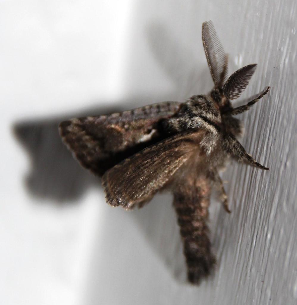 Old World Goat Moths from Langrietvlei on March 21, 2014 by Tony Rebelo ...