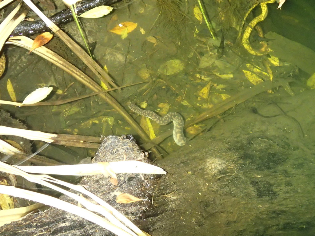 Arafura File Snake from Gunlom Waterfall Creek, Gulung Mardrulk NT ...
