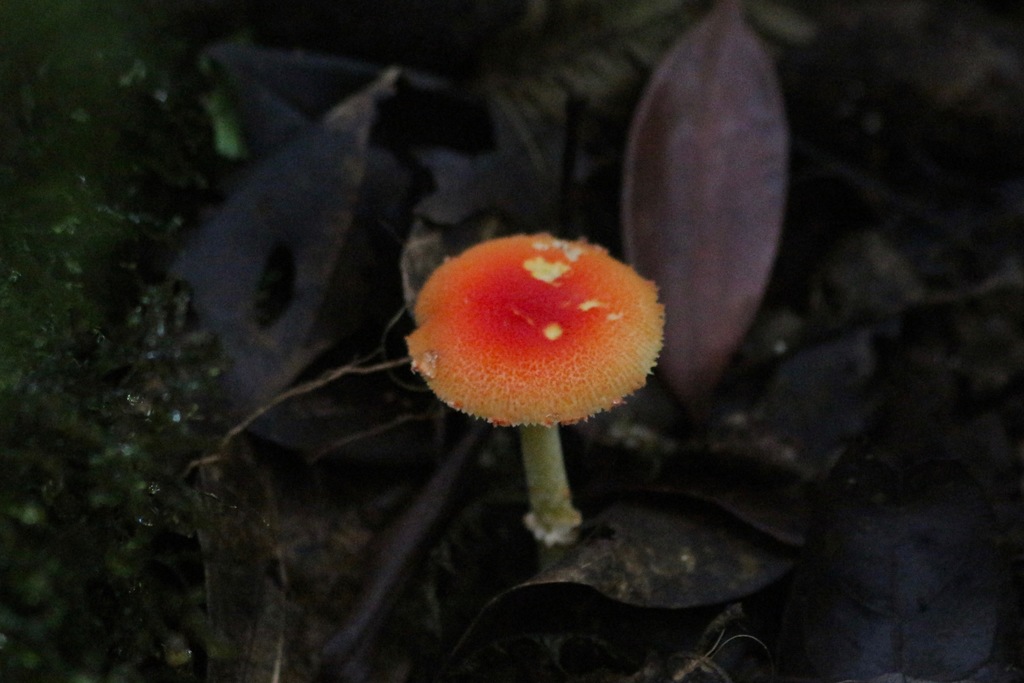 Red Volva Amanita from Gunung Talakmau, near treeline, West Pasaman ...