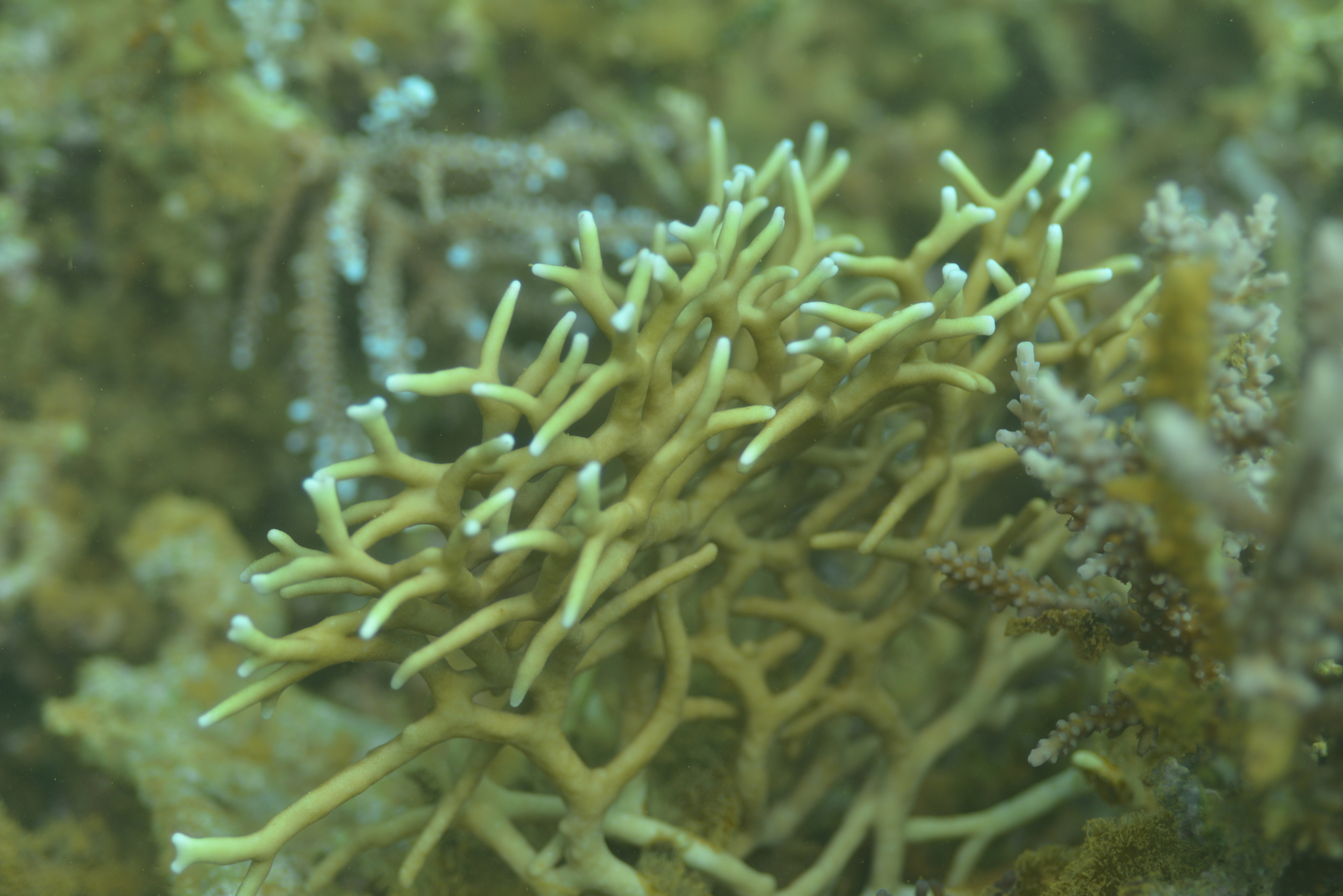 Millepora tenera Boschma, 1949