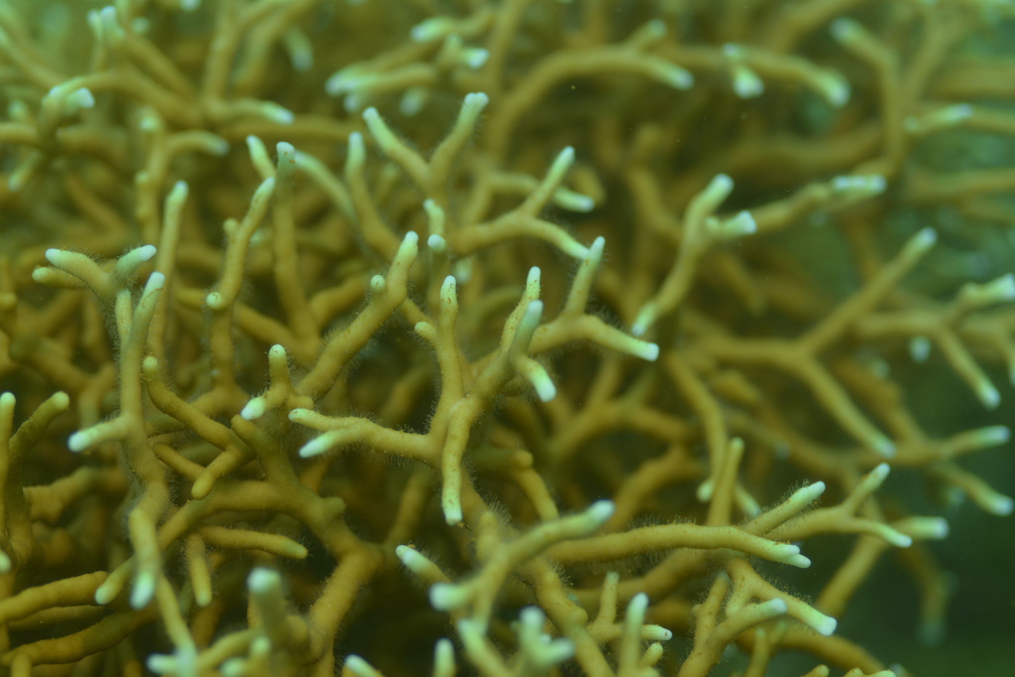 Millepora tenera Boschma, 1949