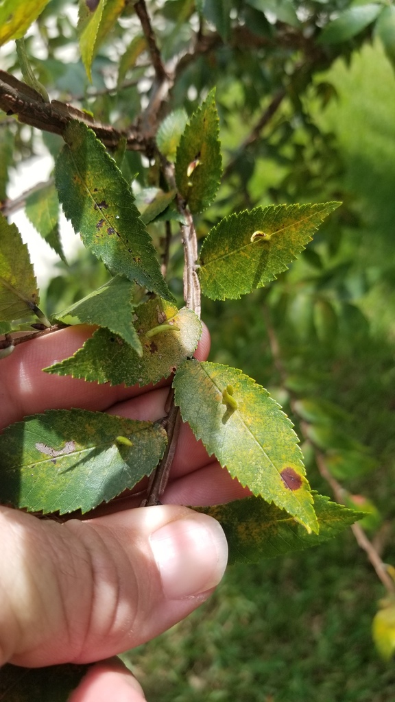 Elm Finger Gall Mite from Gainesville, FL, USA on August 31, 2021 at 01 ...