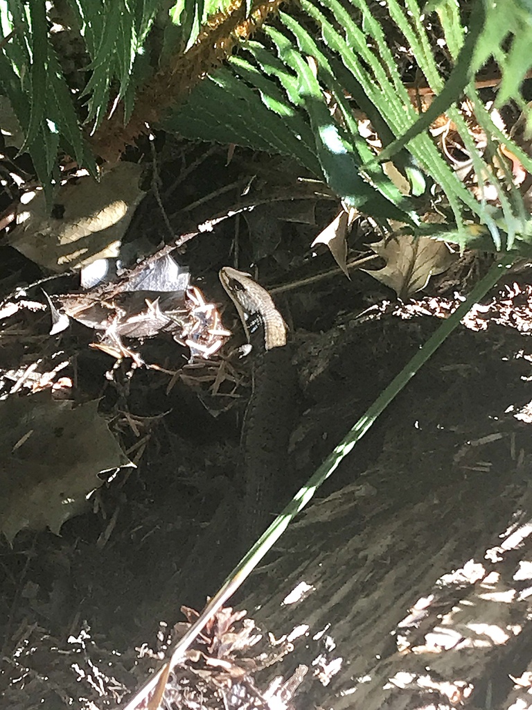 Northern Alligator Lizard from Denman Island, Denman Island, BC, CA on ...
