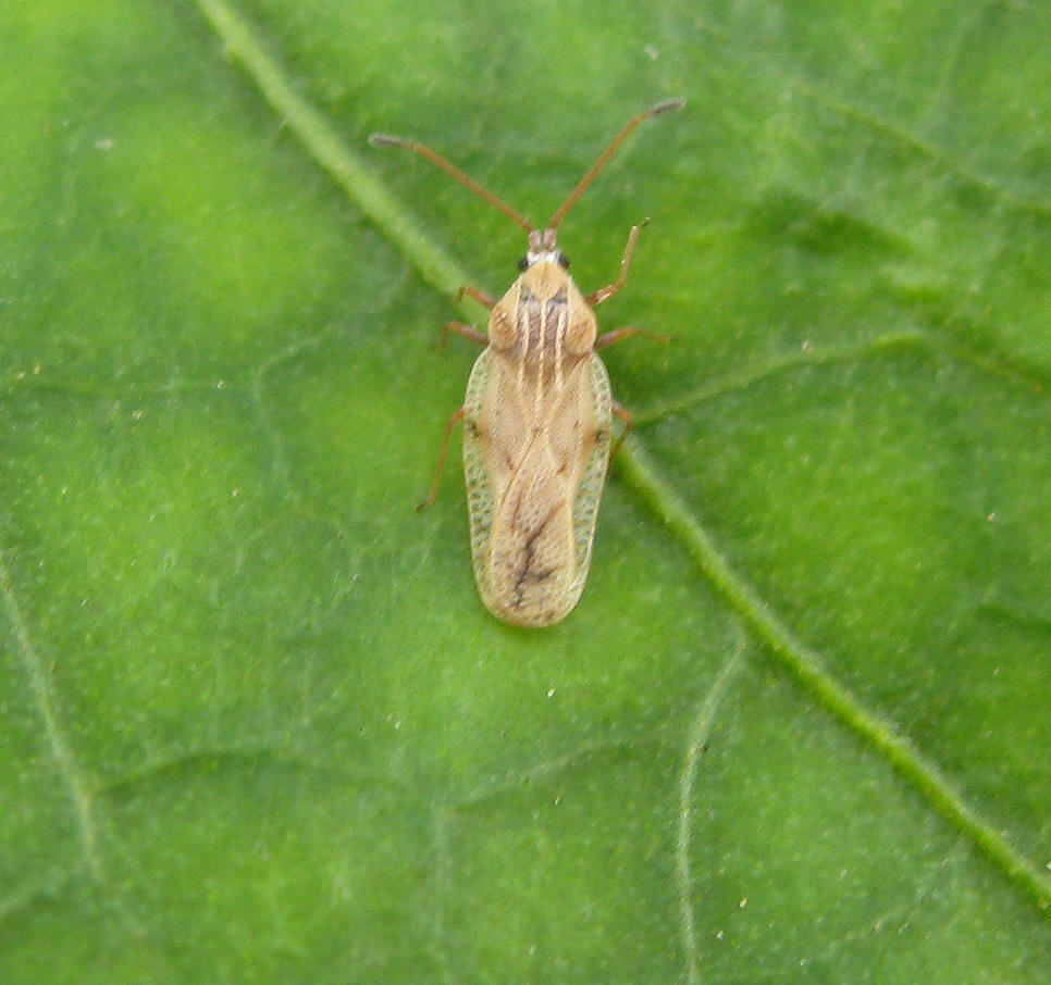 Tinginae from Chilibush on May 11, 2014 by Sally Adam. 188 Bug pale ...