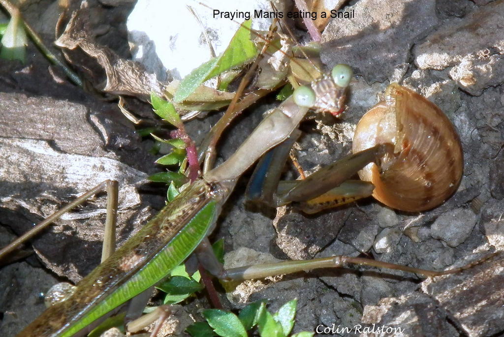 Garden Snail from Garden Route Botanical Garden on February 23, 2012 by ...