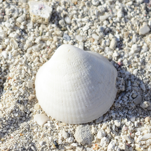 Observations by grasseat · iNaturalist