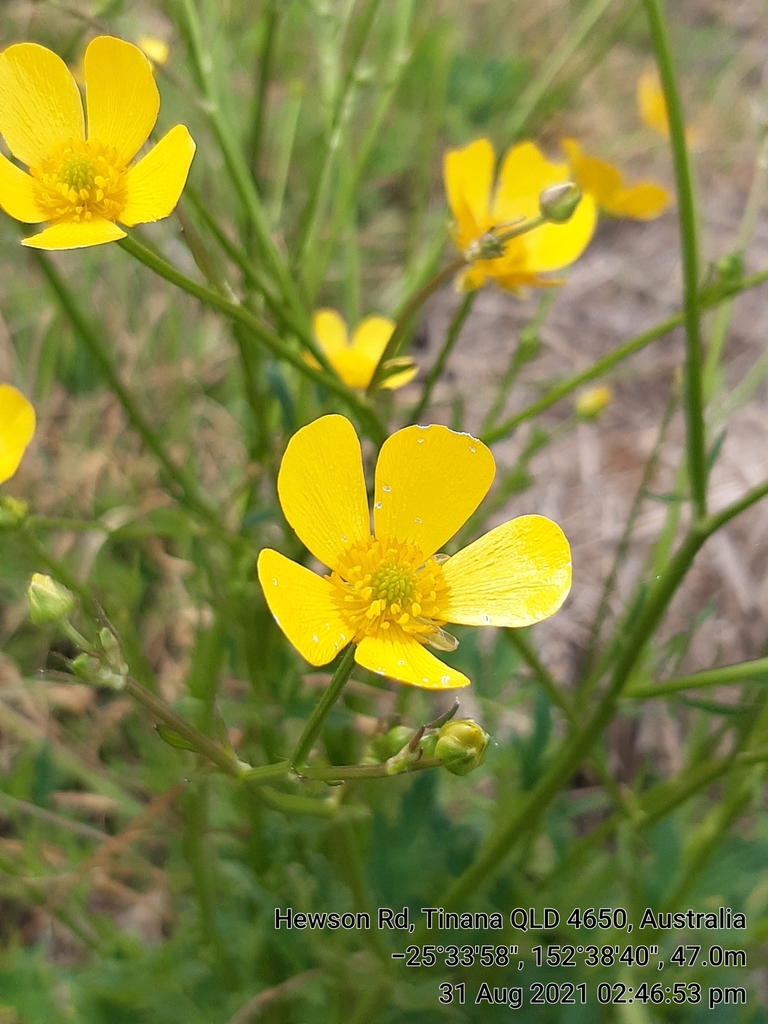 Australian Buttercup (Ranunculus lappaceus) - Botanical Realm