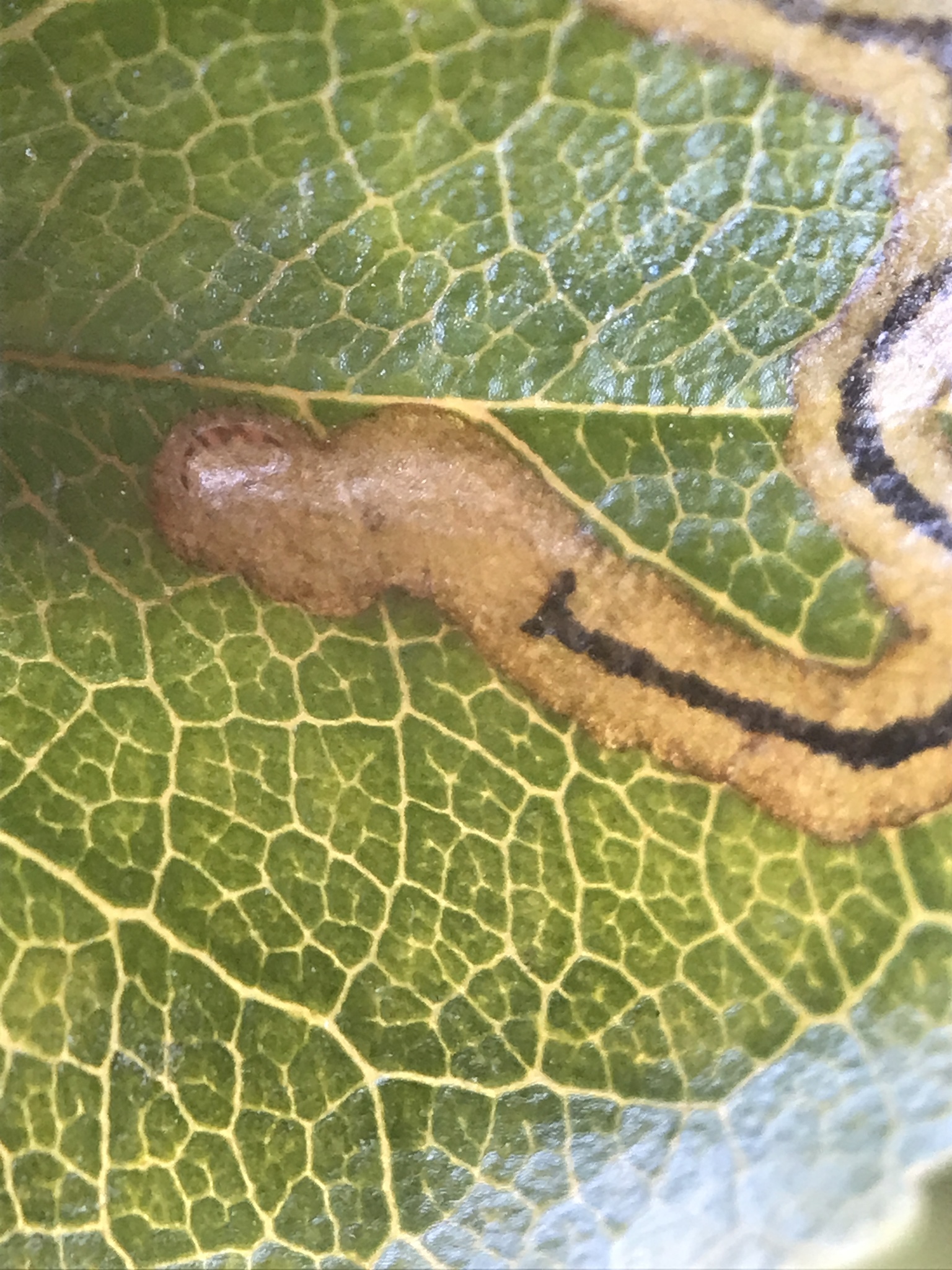 Stigmella centifoliella (Zeller, 1848) Beirne, 1945