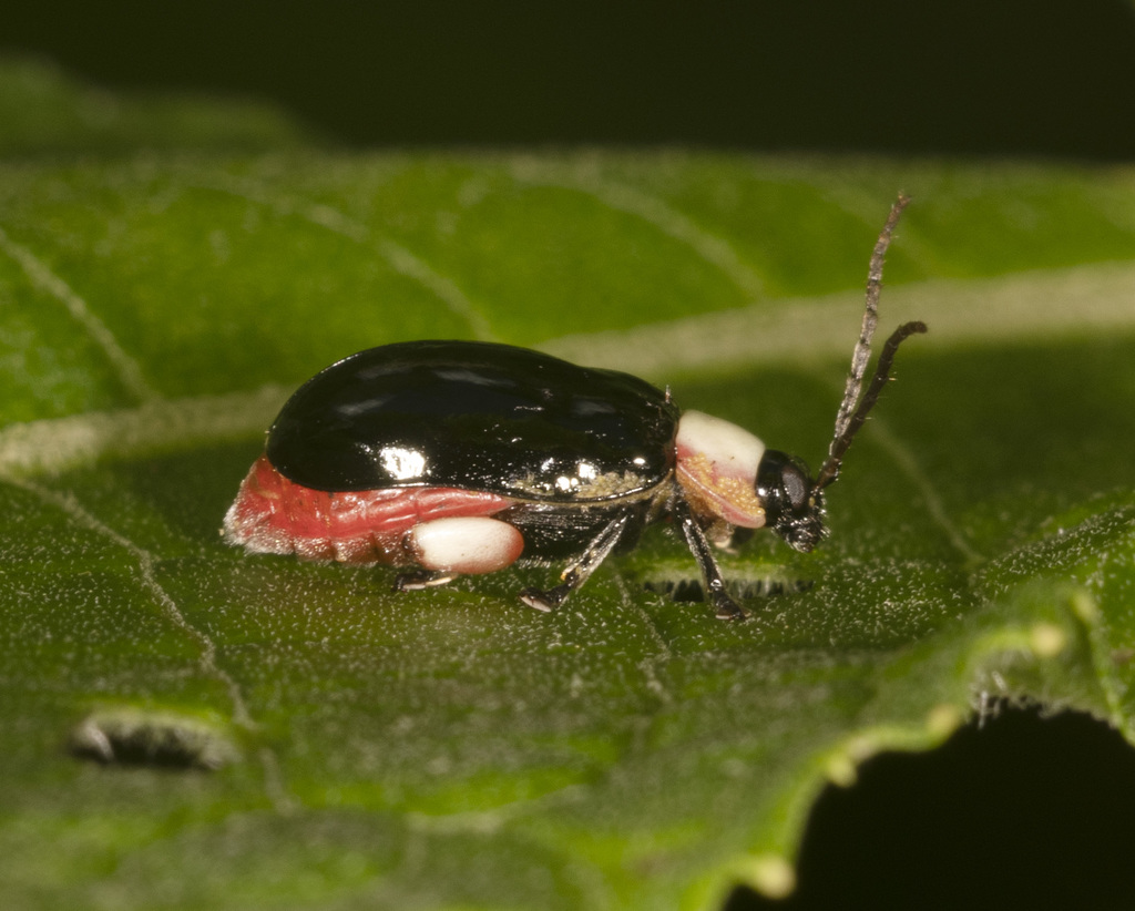 Asphaera chontalensis from Cartago Province, Turrialba, Costa Rica on ...