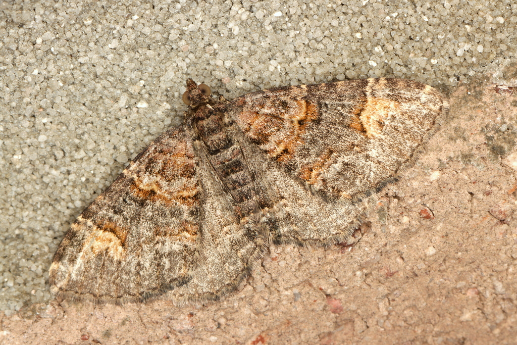 Clover Moth from Mill, Tinonee NSW 2430, Australia on September 2, 2021 ...
