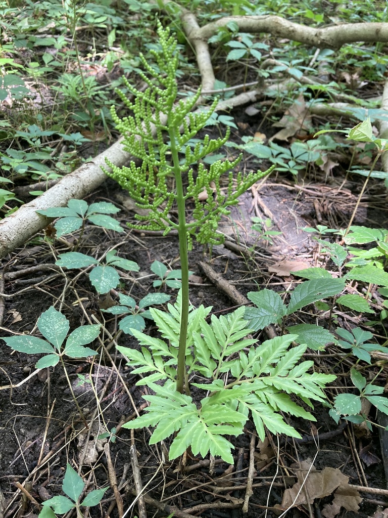 bronze fern from Shelbyville, IN, US on August 31, 2021 at 01:20 PM by ...