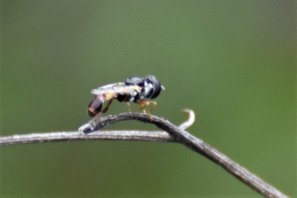 Peg-legged Compost Fly from Pikesville, MD, USA on September 01, 2021 ...