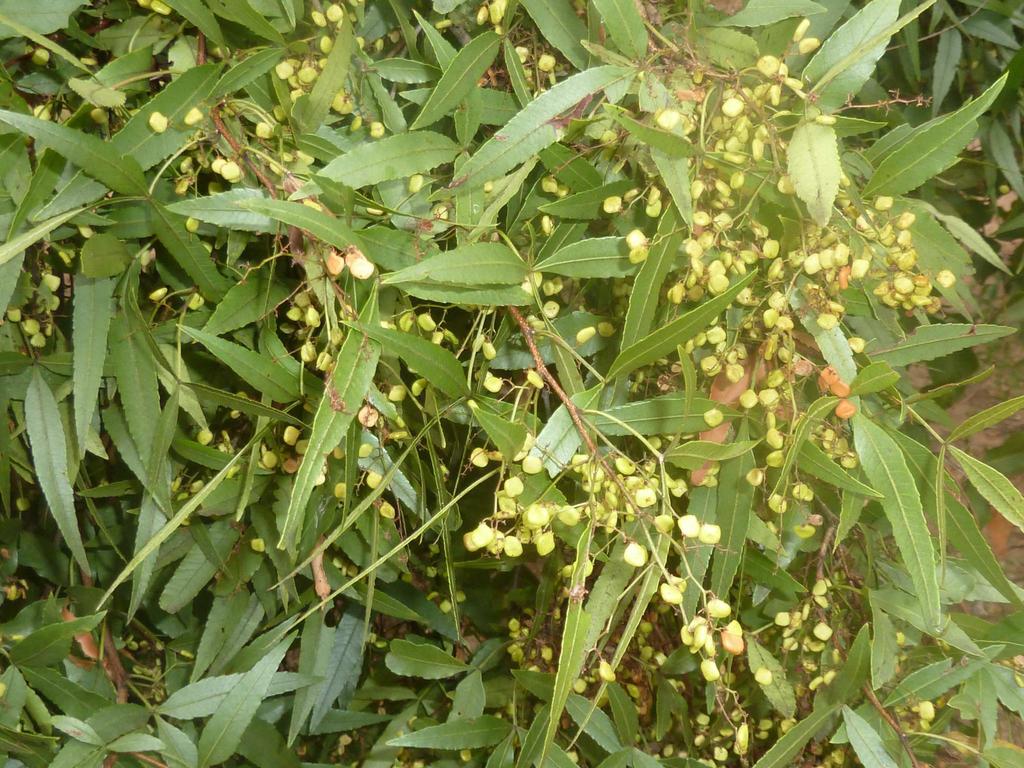 True Mountain Karee from Sediba on April 4, 2014 by Andrew Hankey ...