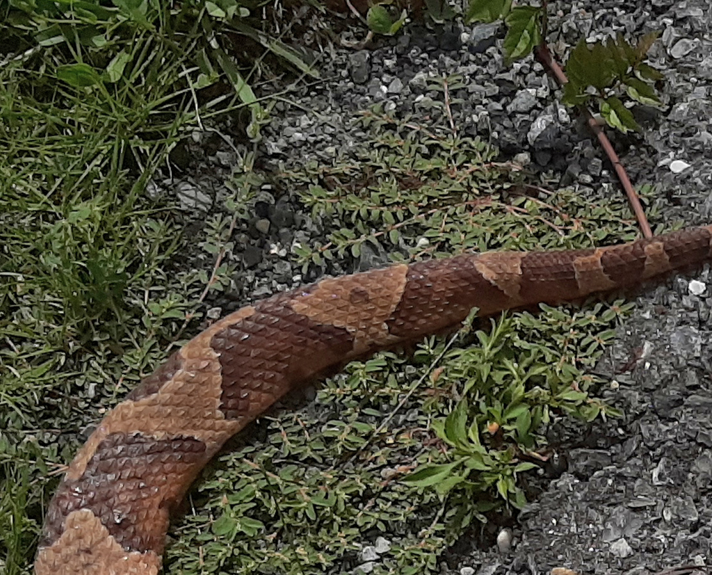 Eastern Copperhead from Cambridge, MD 21613, USA on August 29, 2021 at ...