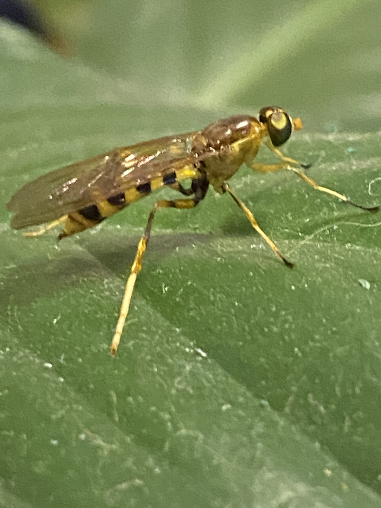 Ptecticus kraussi from Andador Cedro, Ciudad de México, CDMX, MX on ...