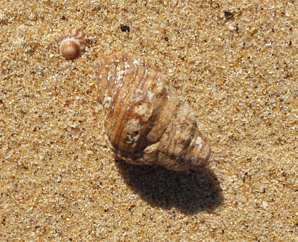 Spengler's Trumpet Snail from Sydney NSW, Australia on August 31, 2021 ...