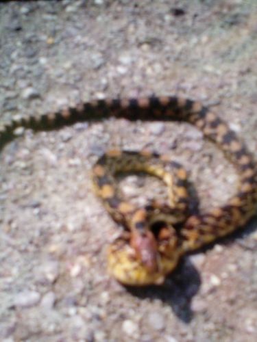 (Pituophis deppei deppei) - Snakes and Lizards