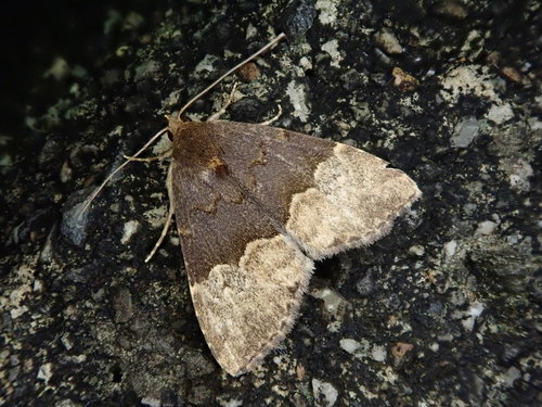 Oglasa bifidalis · iNaturalist United Kingdom