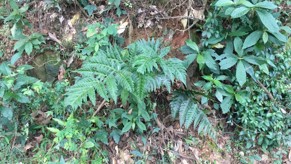 (Tectaria multicaudata) - Botanical Realm