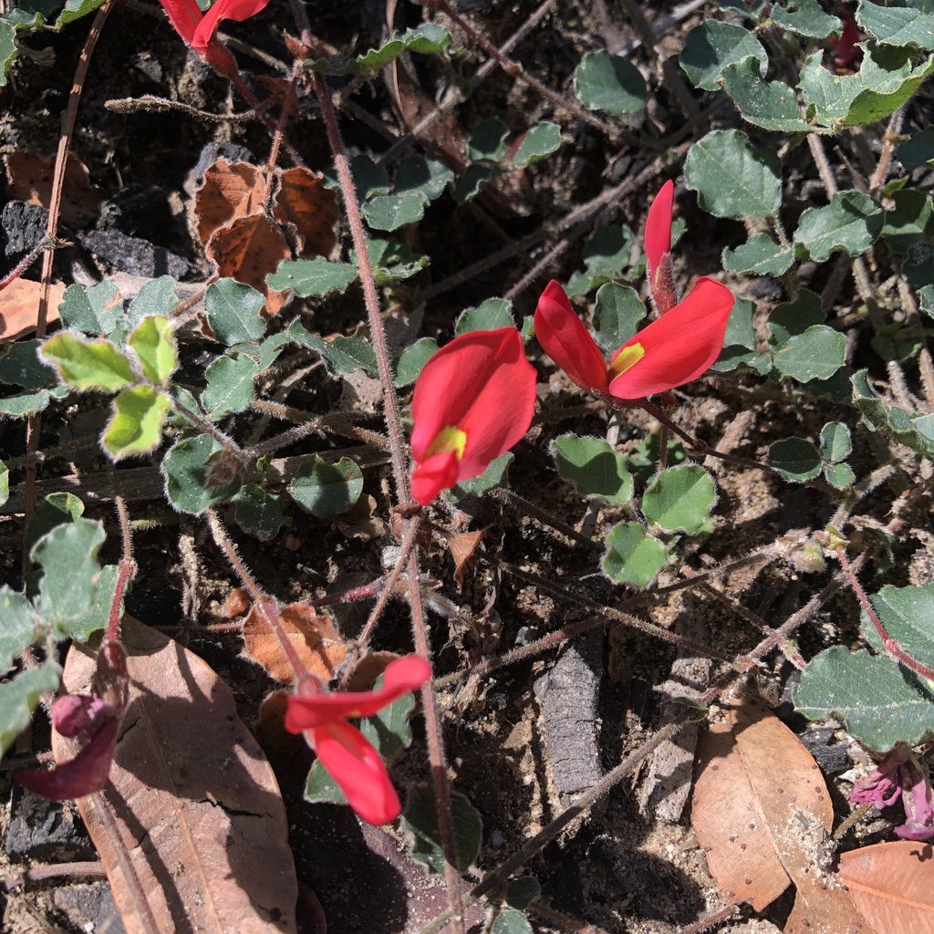 Kennedia prostrata - The Missing Library