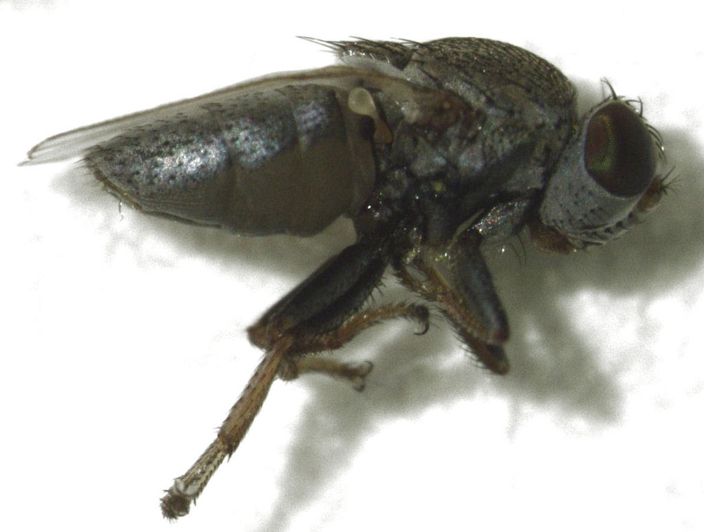 Hecamede granifera (Diptera (flies) of the British Indian Ocean ...