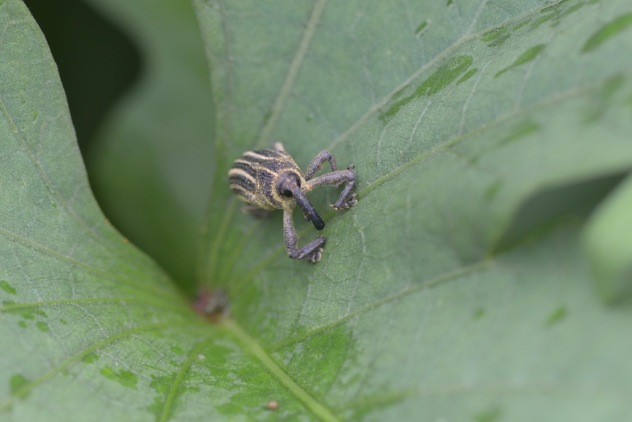 Sternuchopsis waltoni (Boheman, 1844)
