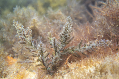 Genus Palisada · iNaturalist
