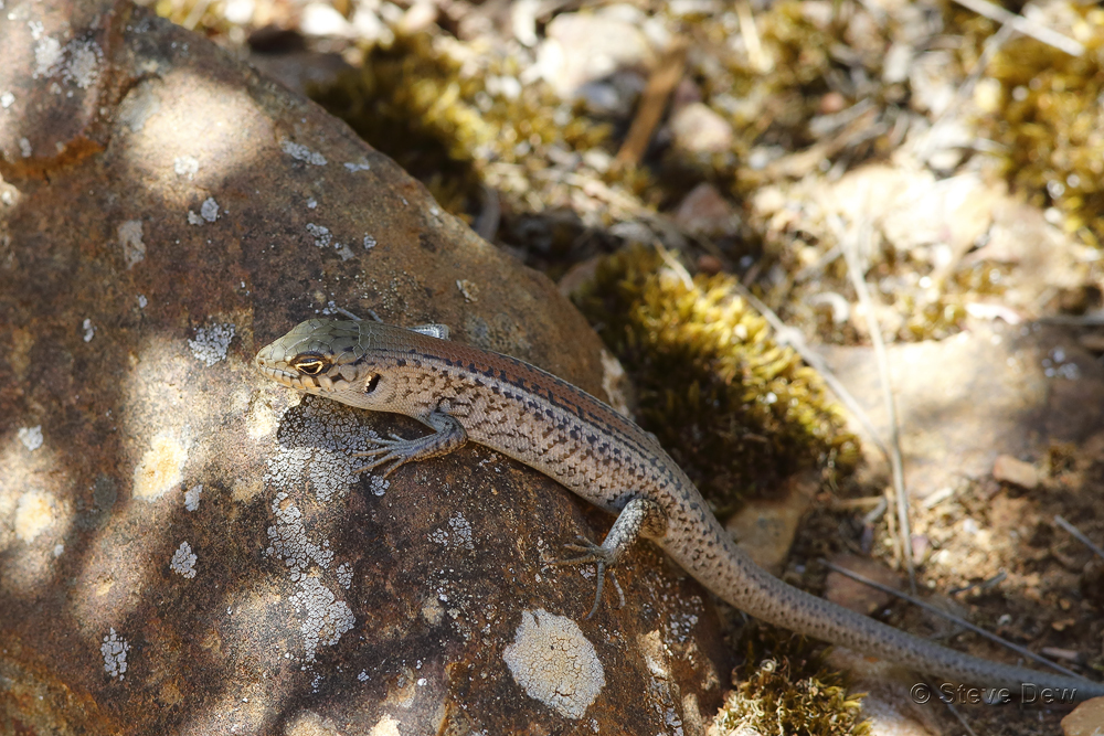 Southwestern Rock Skink from Stirling Range National Park WA 6338 ...