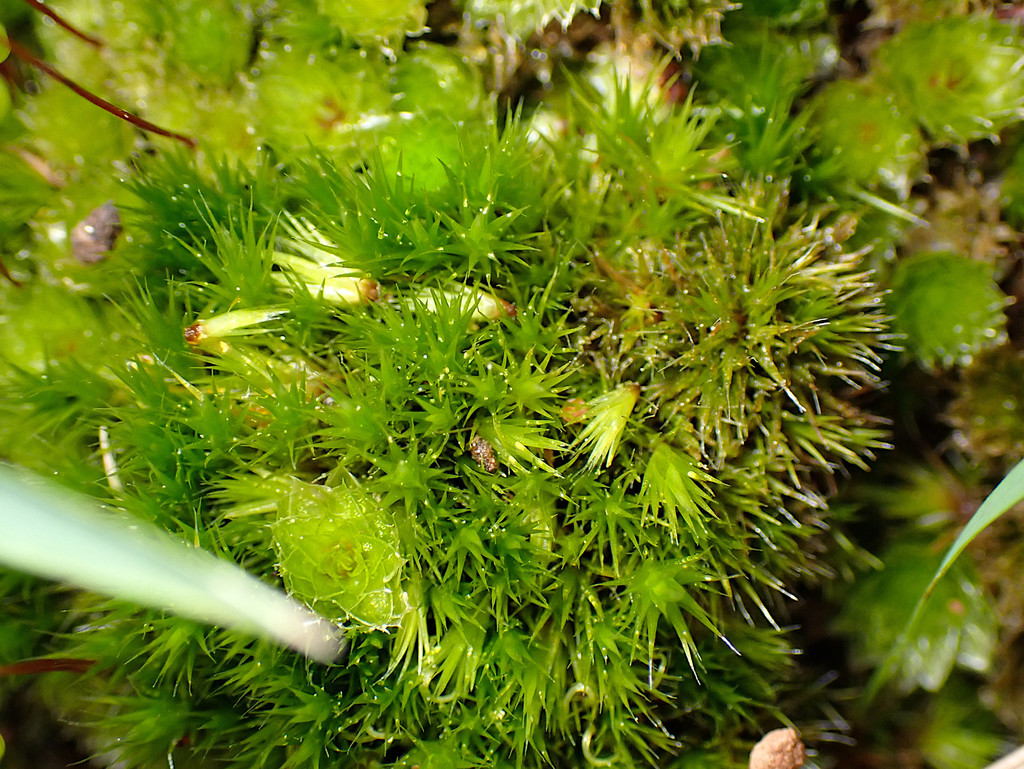 Campylopus clavatus from Scott Creek Conservation Park, SA, Australia ...