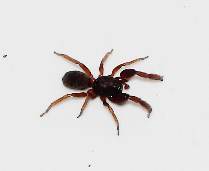 Common Palp-footed Spiders in July 2014 by Marion Maclean. Someone^s ...