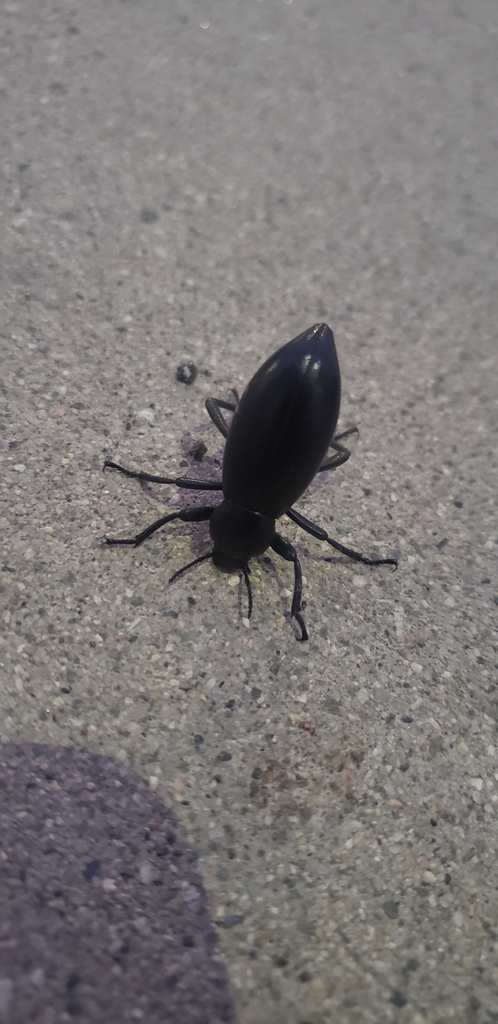 Eleodes acuticauda from Seaside, CA, USA on September 01, 2021 at 07:53 ...