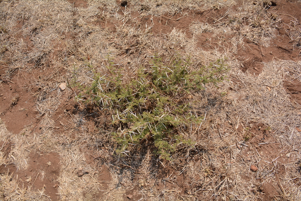 Curly-Pod Acacia from Mjejane NR2 on August 25, 2021 at 11:57 AM by ...