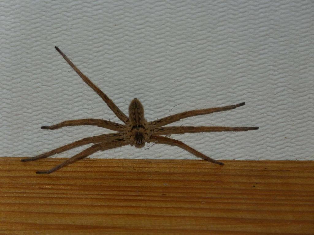Huntsman Spiders from Farm Kyffhäuser, Maltahöhe, Namibia on March 24 ...