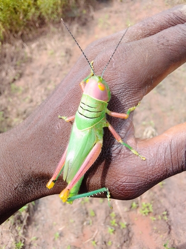 Hieroglyphus africanus · iNaturalist United Kingdom