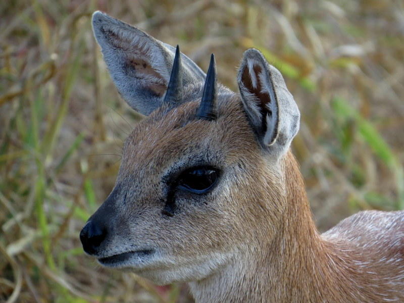 Sharpe's Grysbok (Raphicerus sharpei) - Know Your Mammals