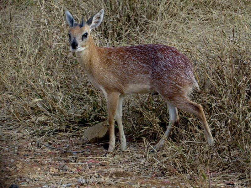 Sharpe's Grysbok (Raphicerus sharpei) - Know Your Mammals