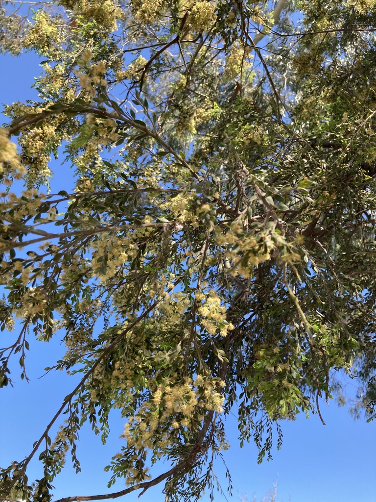sticky wattle (Acacia howittii) - Botanical Realm