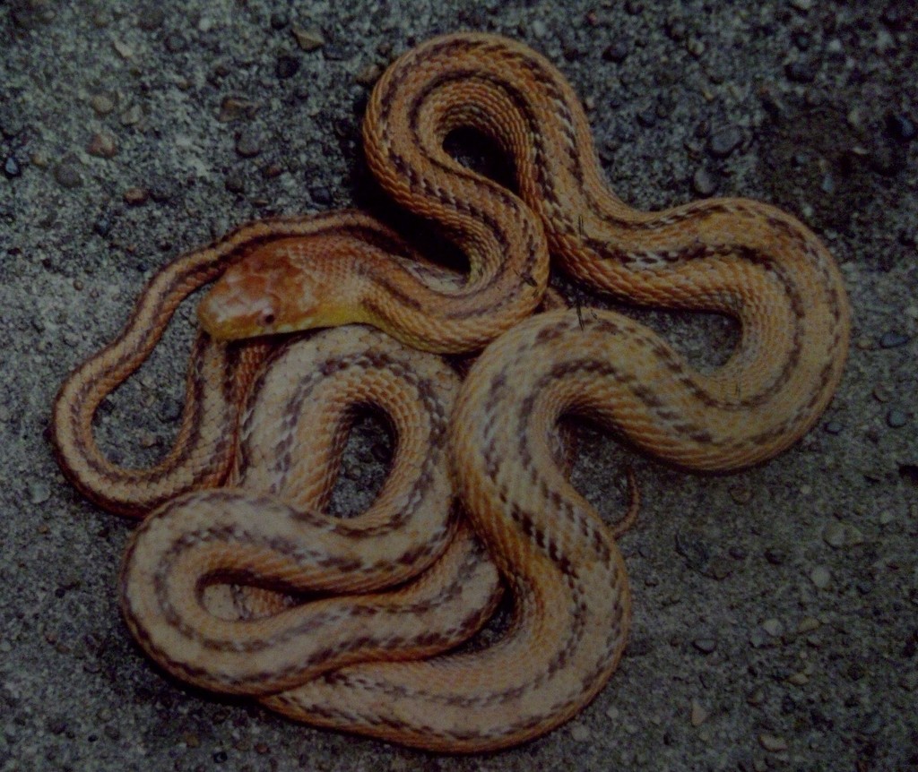 Eastern Ratsnake from Key Largo, Florida, USA on April 2, 2009 by ...