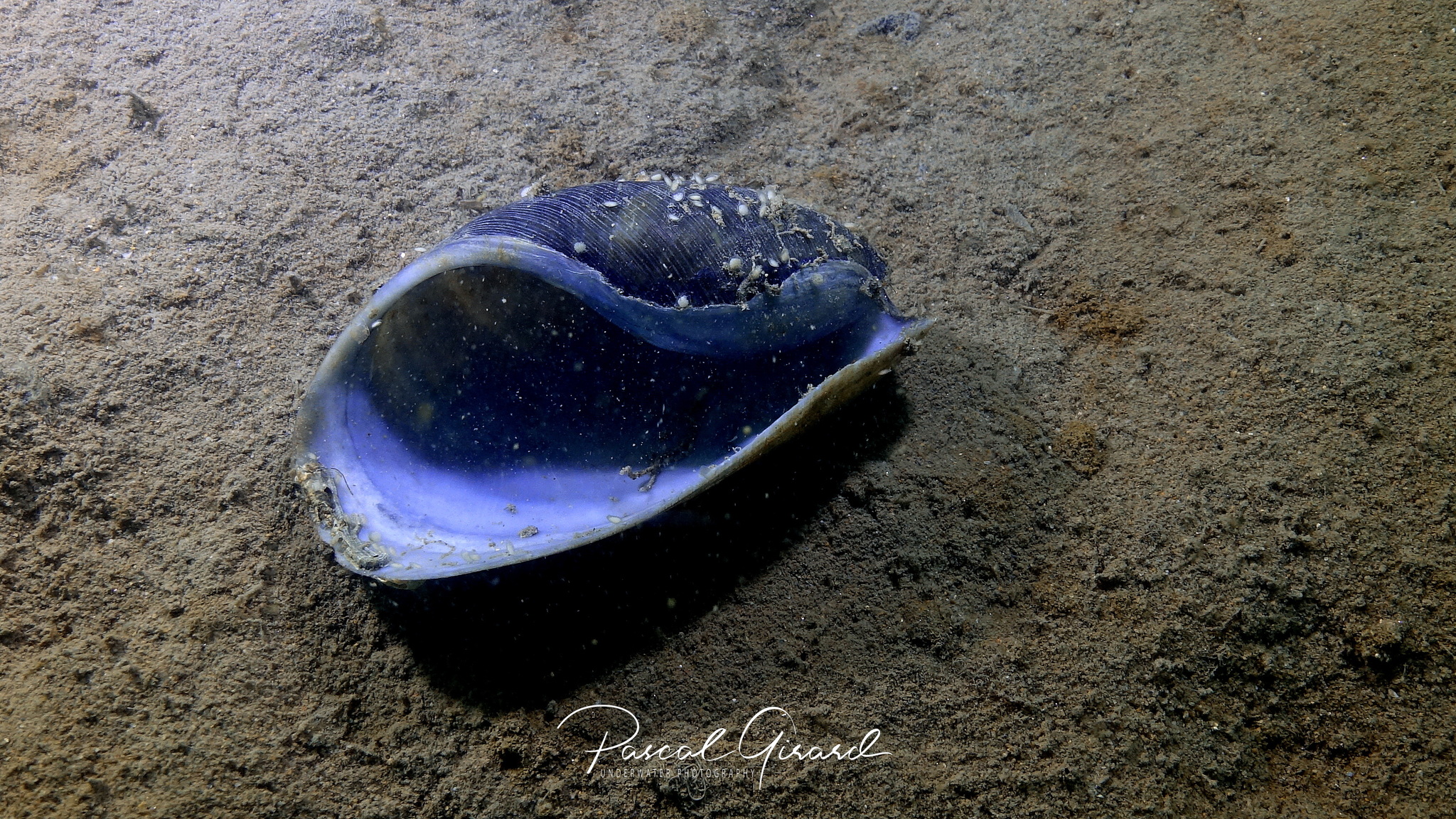 Scaphander lignarius (Linnaeus, 1758)